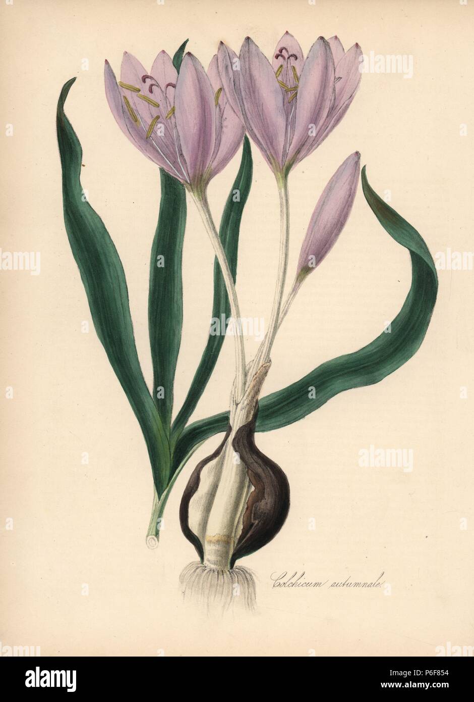 Autumn Crocus Colchicine