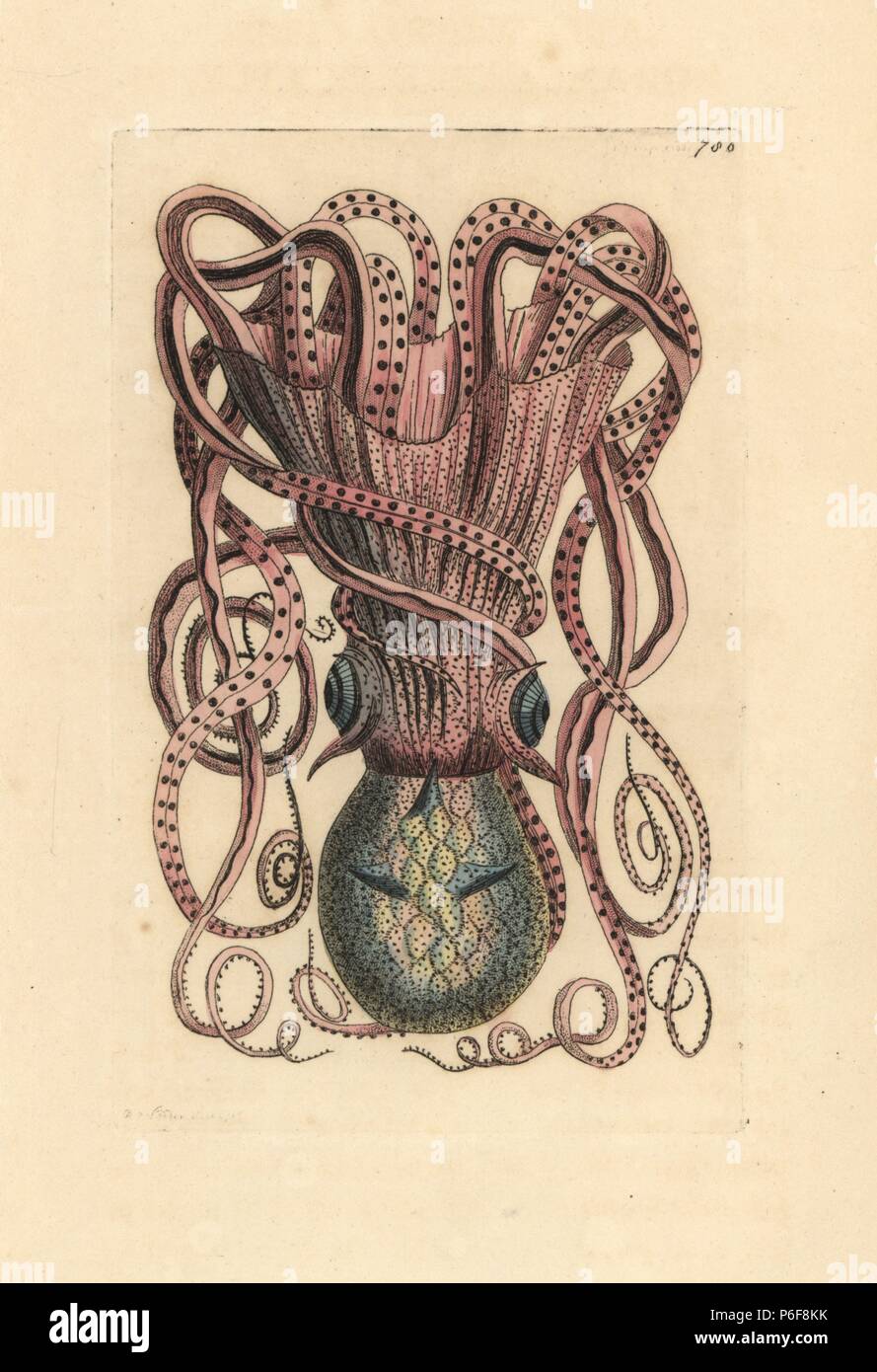 Common octopus, Octopus vulgaris. Illustration drawn and engraved by ...