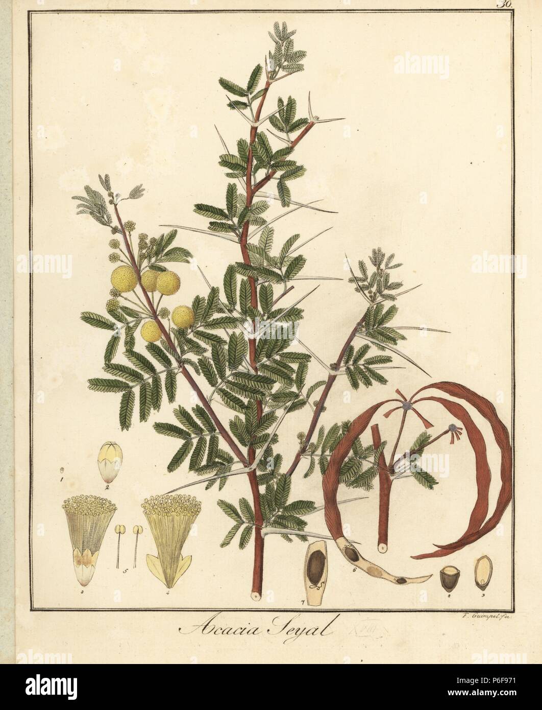 Shittah tree hi-res stock photography and images - Alamy