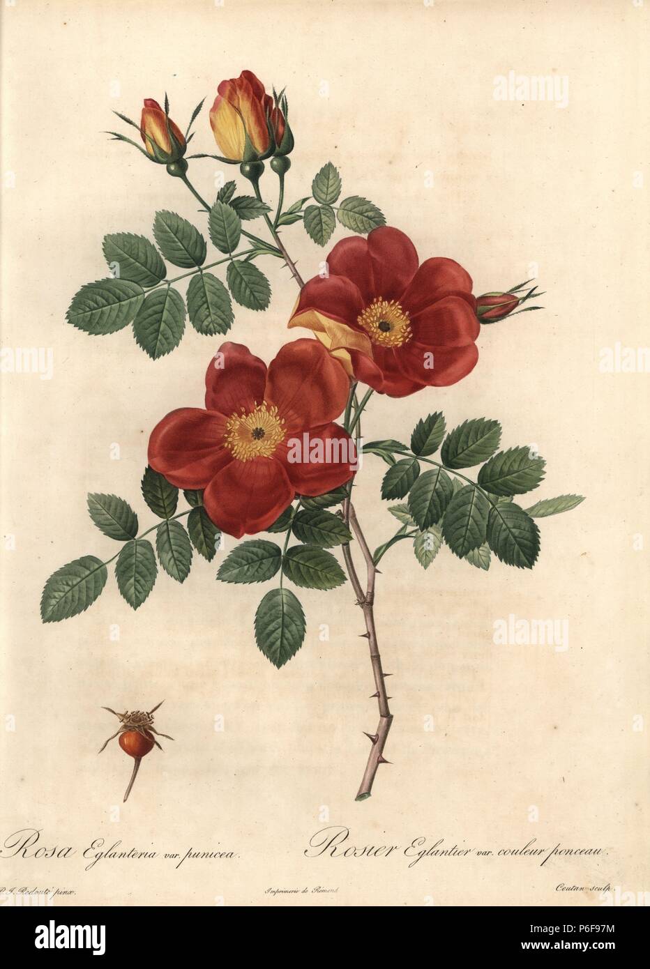 Austrian copper rose, Rosa foetida var. bicolor (Rosa eglanteria var ...