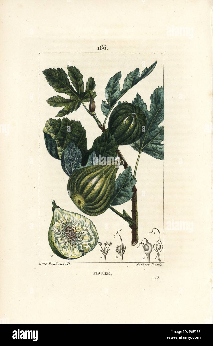 Fig tree, Ficus carica, showing branch with ripe fruit and leaves, and ...