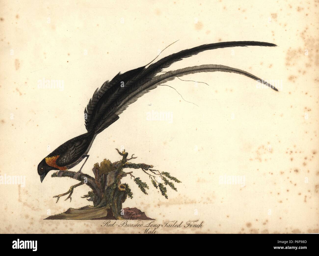 Paradise whydah birds hi-res stock photography and images - Alamy