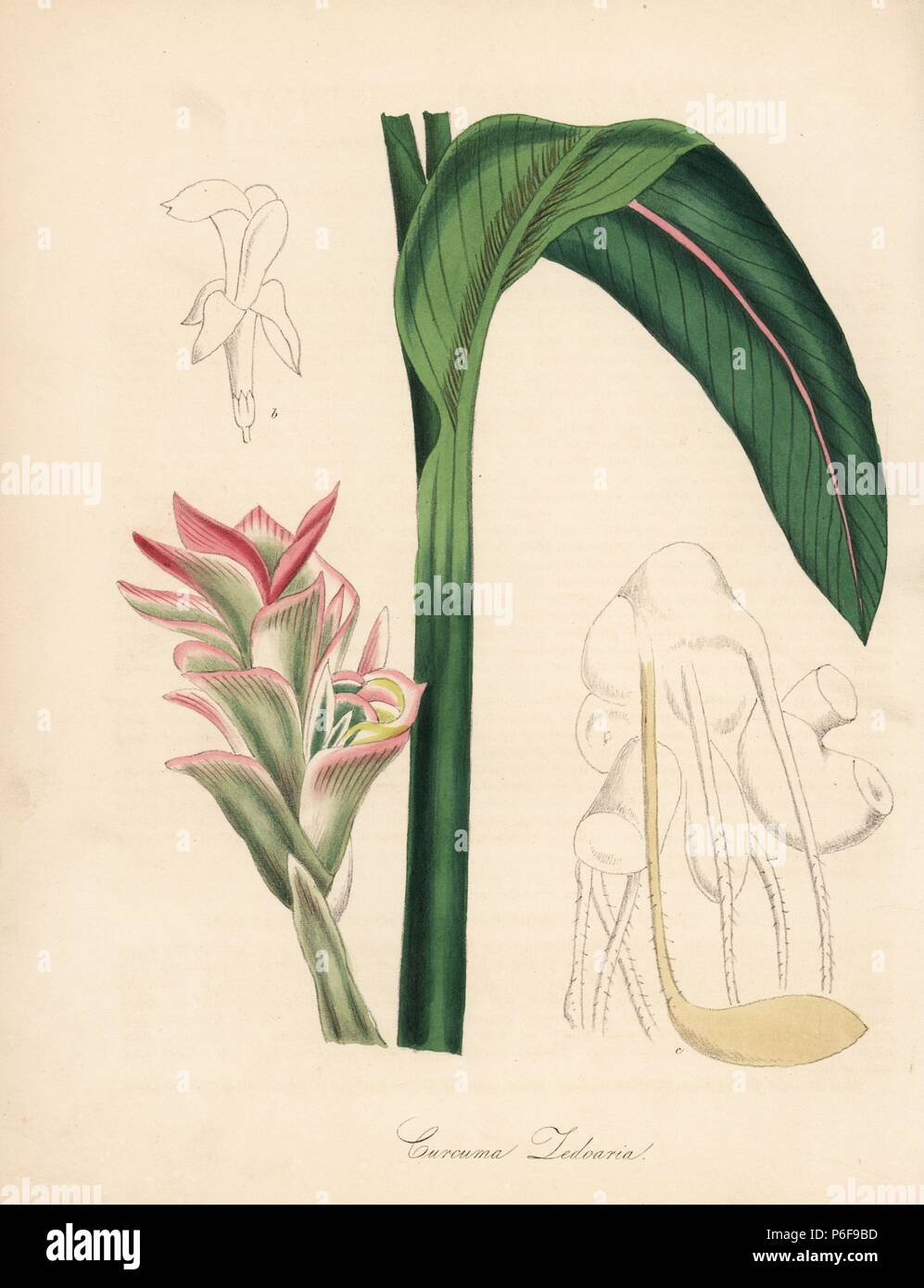 Botany illustrations hi-res stock photography and images - Alamy