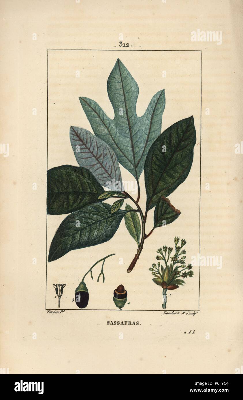 White sassafras tree, Sassafras albidum, with flower, leaf, fruit and ...