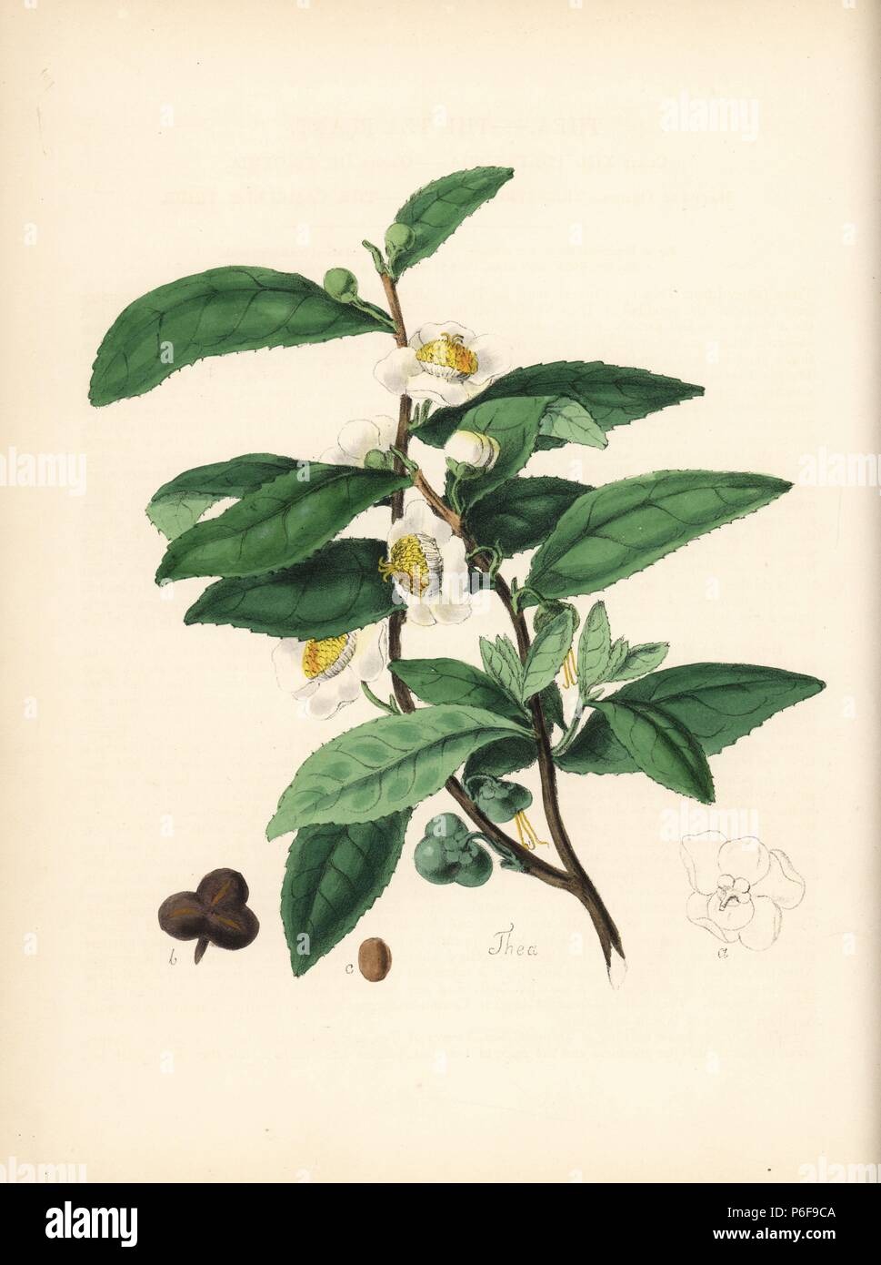Tea thea sinensis camellia plant hi-res stock photography and images ...