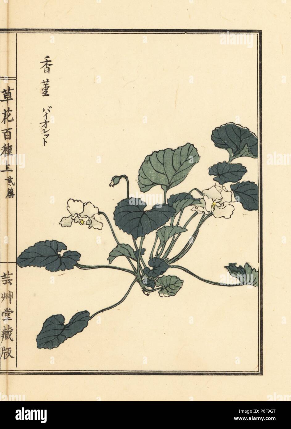 Sumire violet, Viola mandshurica. Handcoloured woodblock print by Kono ...