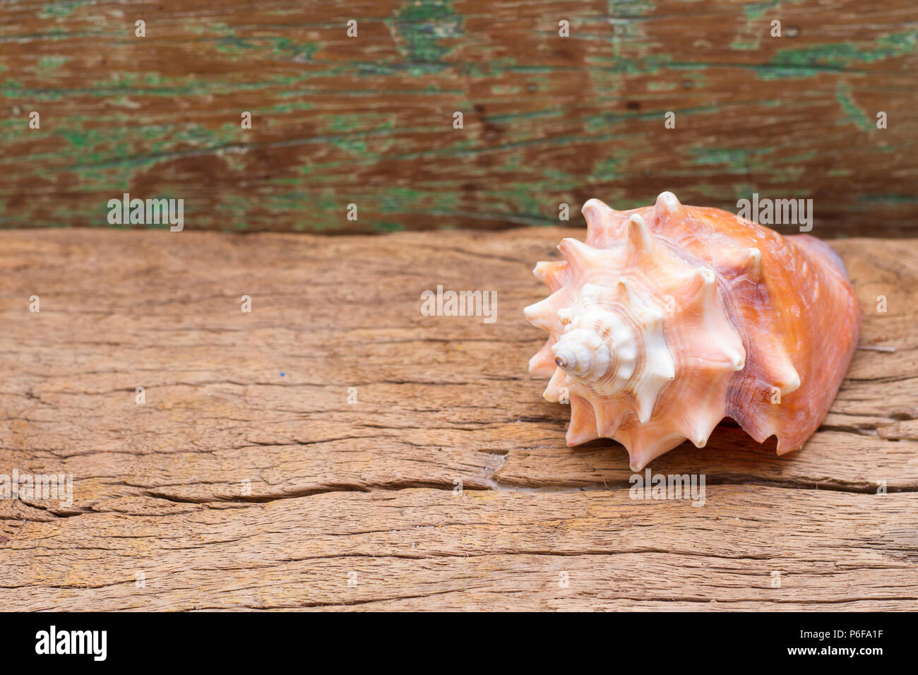 marine conch shell on the table Stock Photo - Alamy