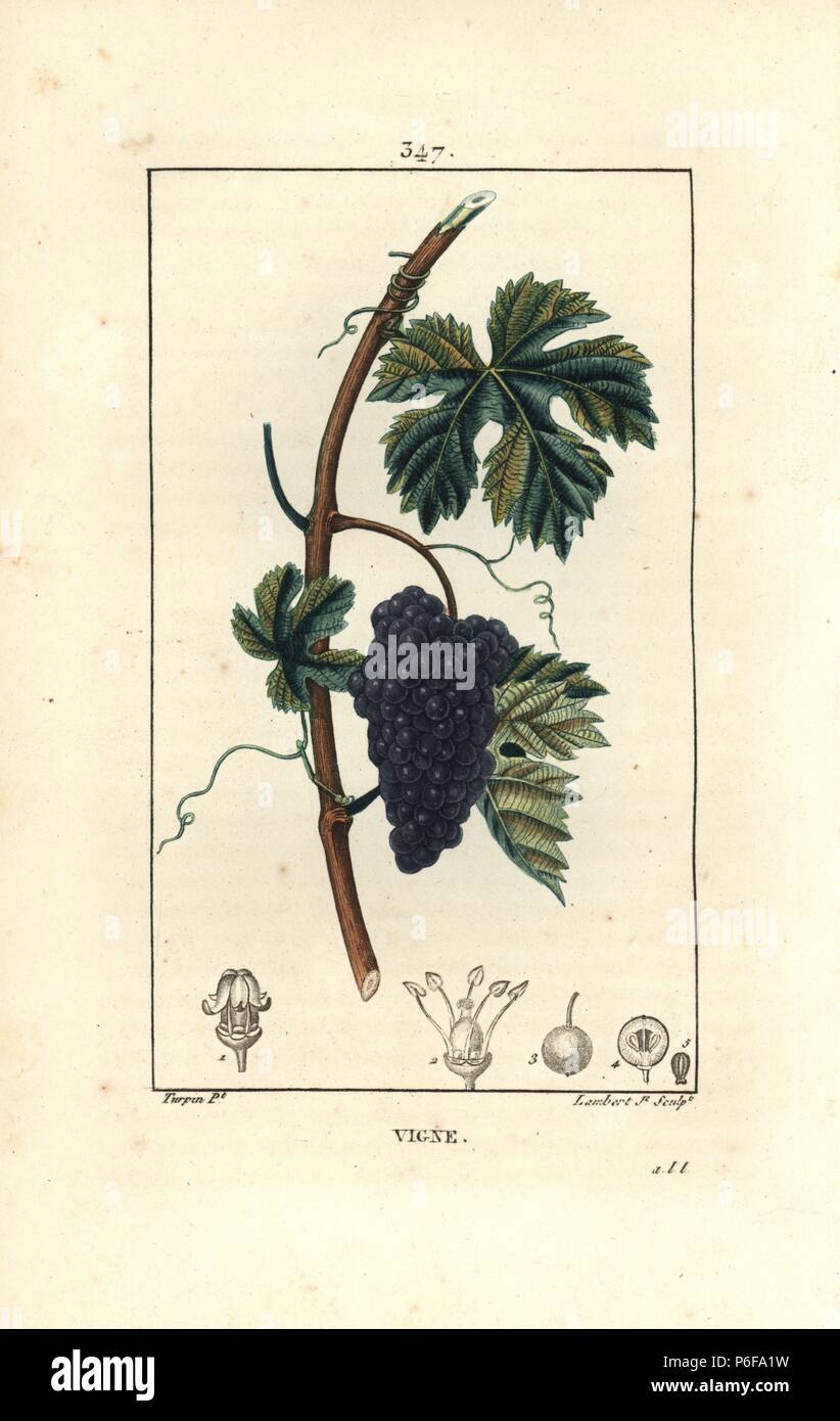 Grape vine, Vitis vinifera, with fruit, leaf, tendril and stem ...