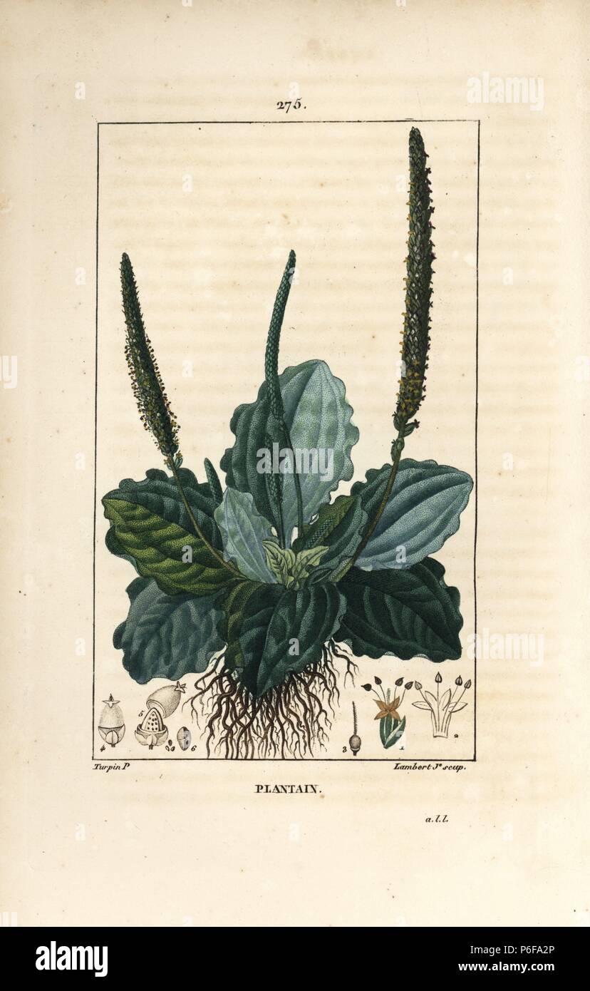 Major lambert hi-res stock photography and images - Alamy