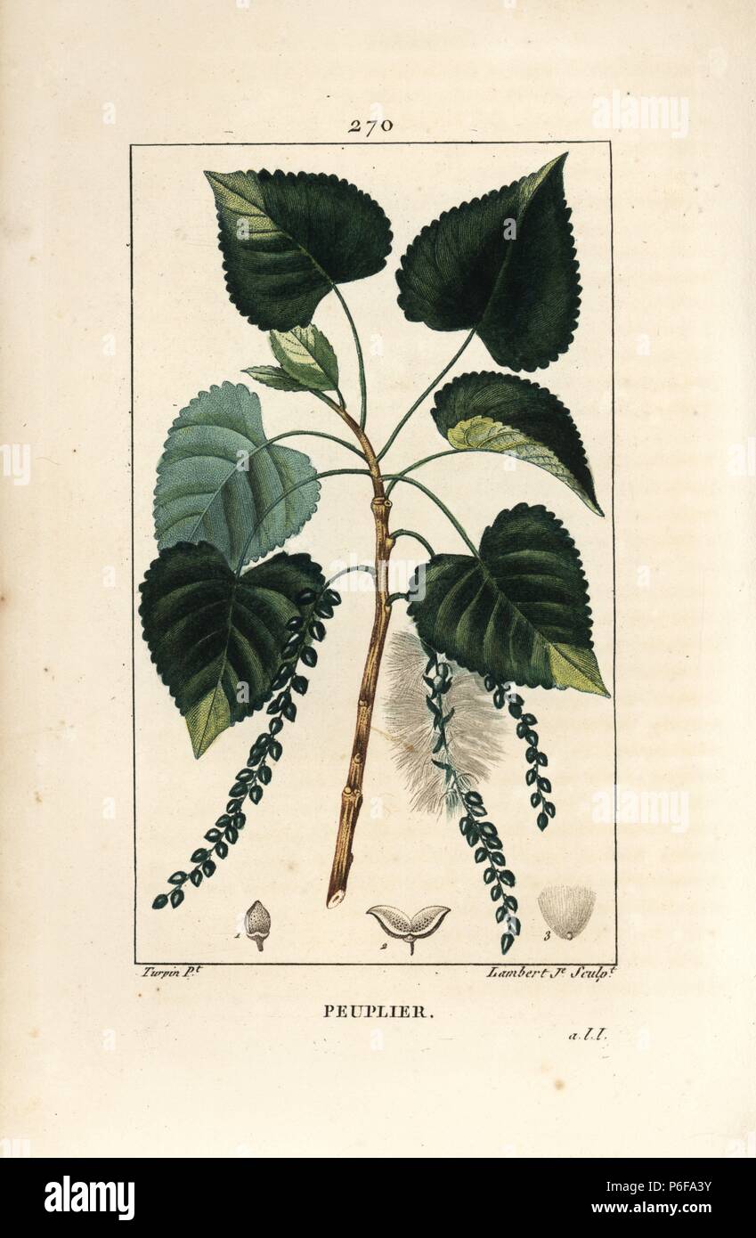Black poplar tree, Populus nigra, with leaf, stalk, and seed ...