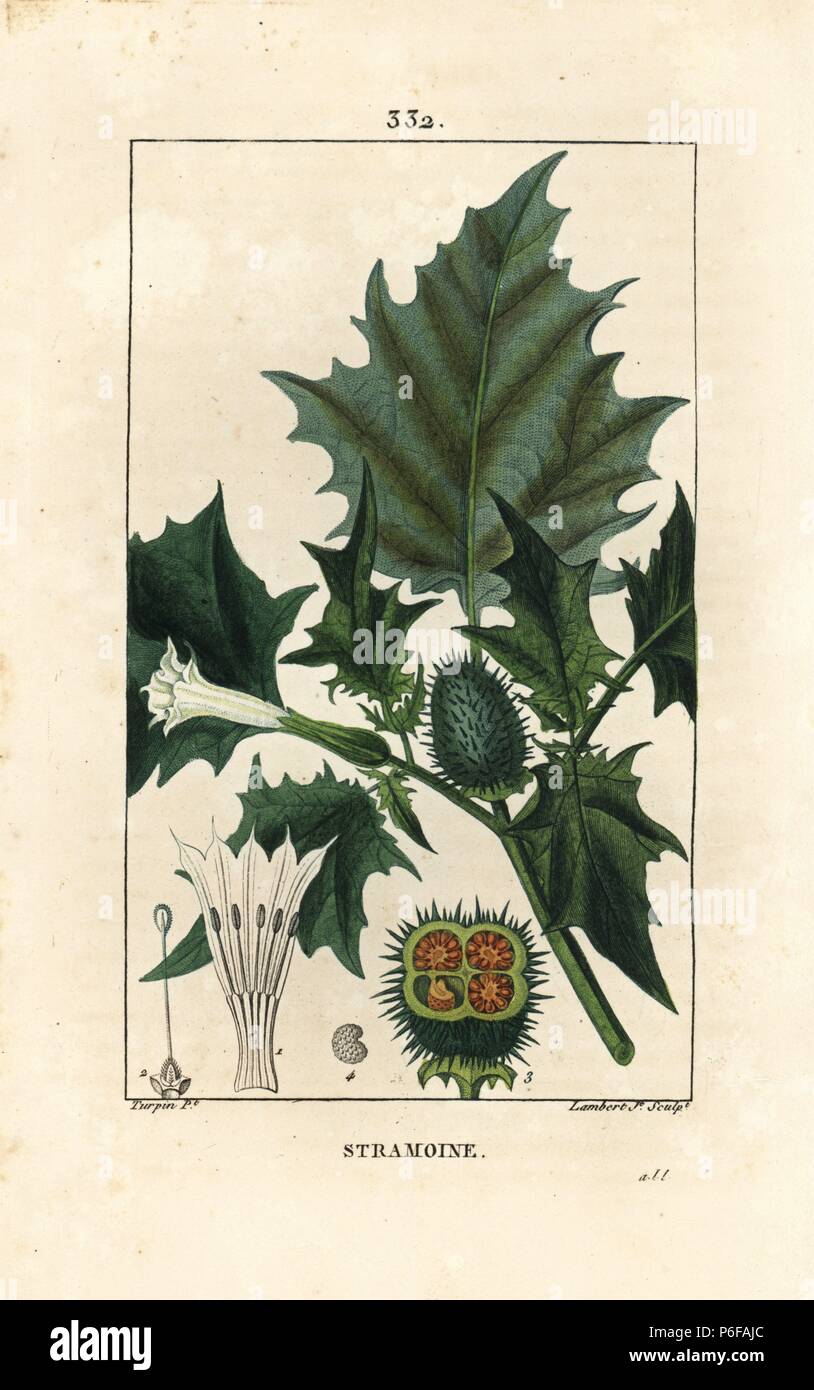 Thorn apple, loco weed or jimson weed, Datura stramonium. Handcoloured ...