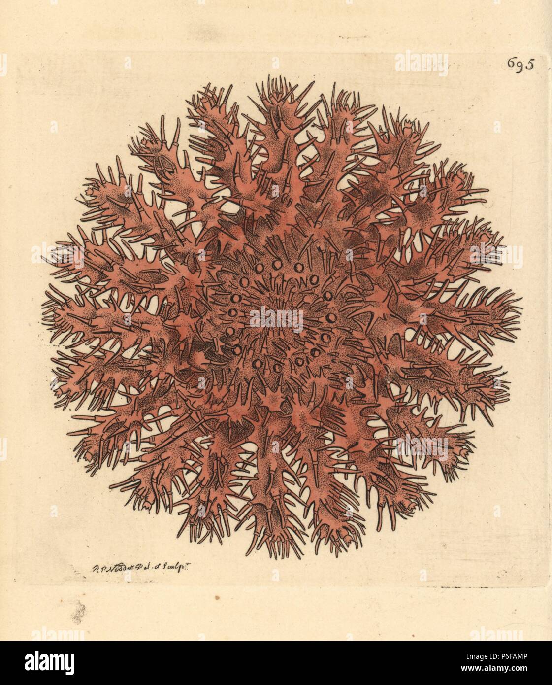 Crown of thorns starfish, Acanthaster planci. Illustration drawn and ...