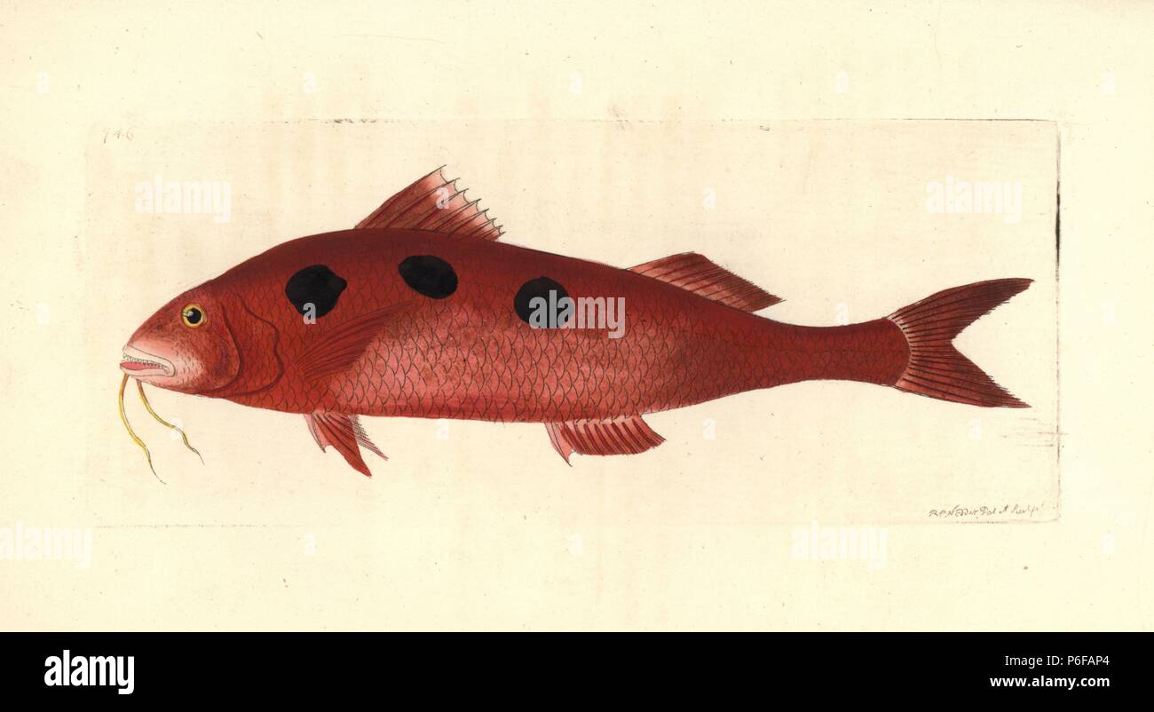 Spotted goatfish, Pseudupeneus maculatus. Illustration drawn and ...