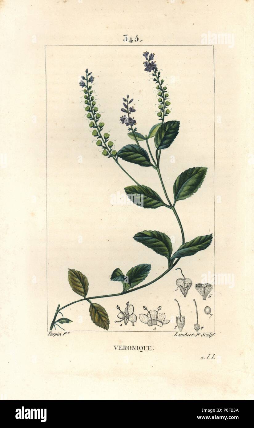 Male speedwell, Veronica officinalis. Handcoloured stipple copperplate ...