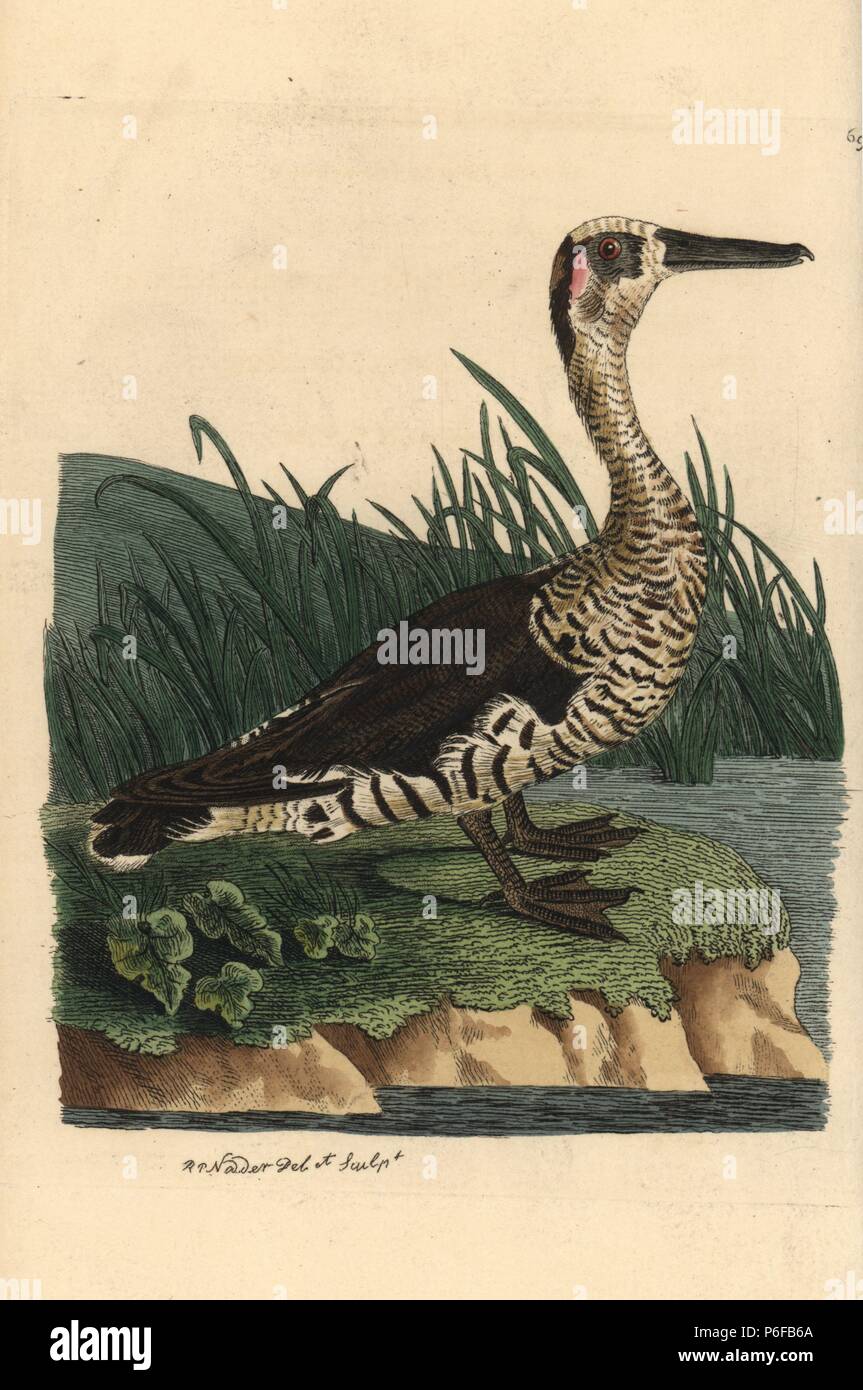 Pink eared duck, Malacorhynchus membranaceus. Illustration drawn and ...