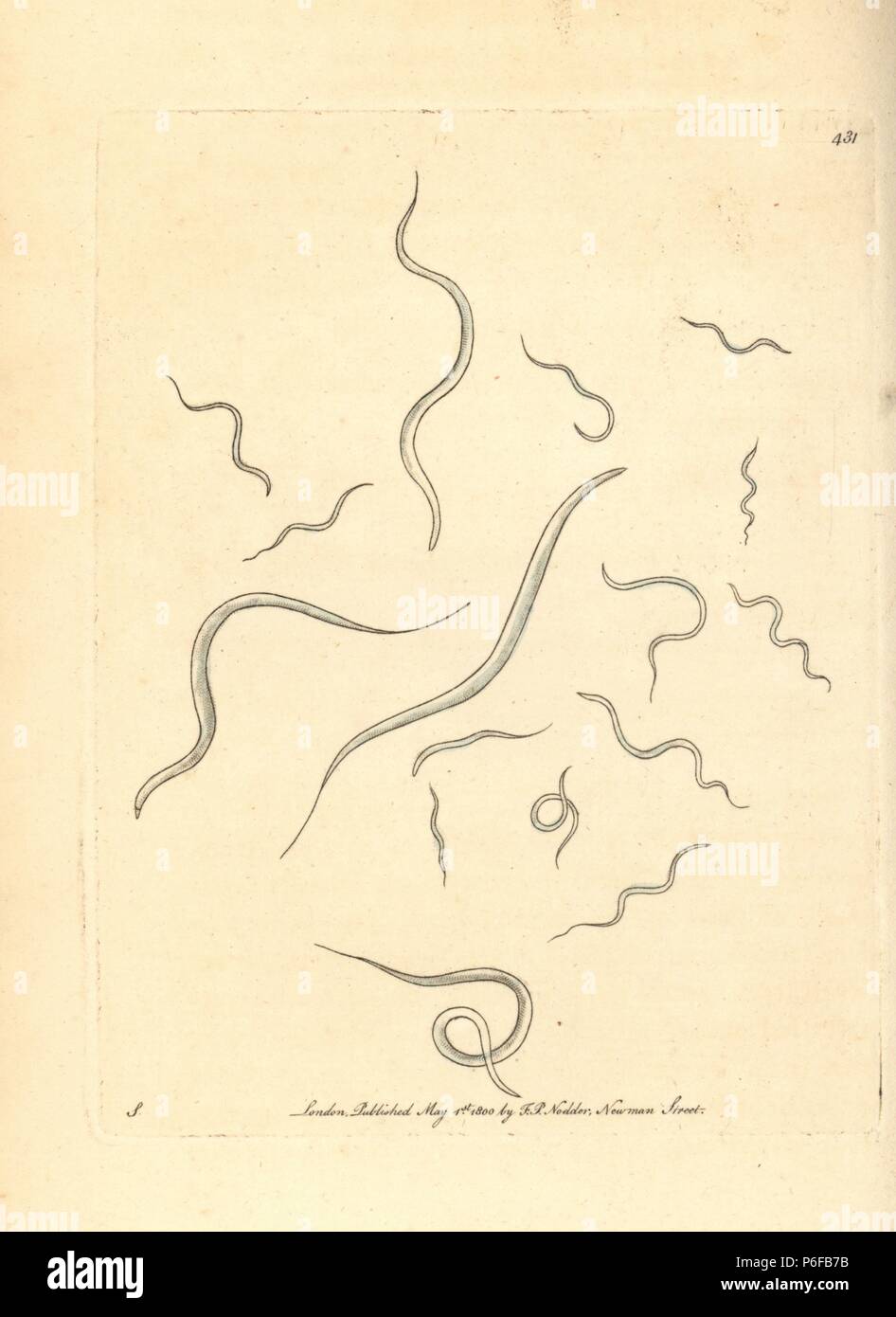 Eel vibrio, Vibrio anguillula, microscopic worms. Illustration drawn ...