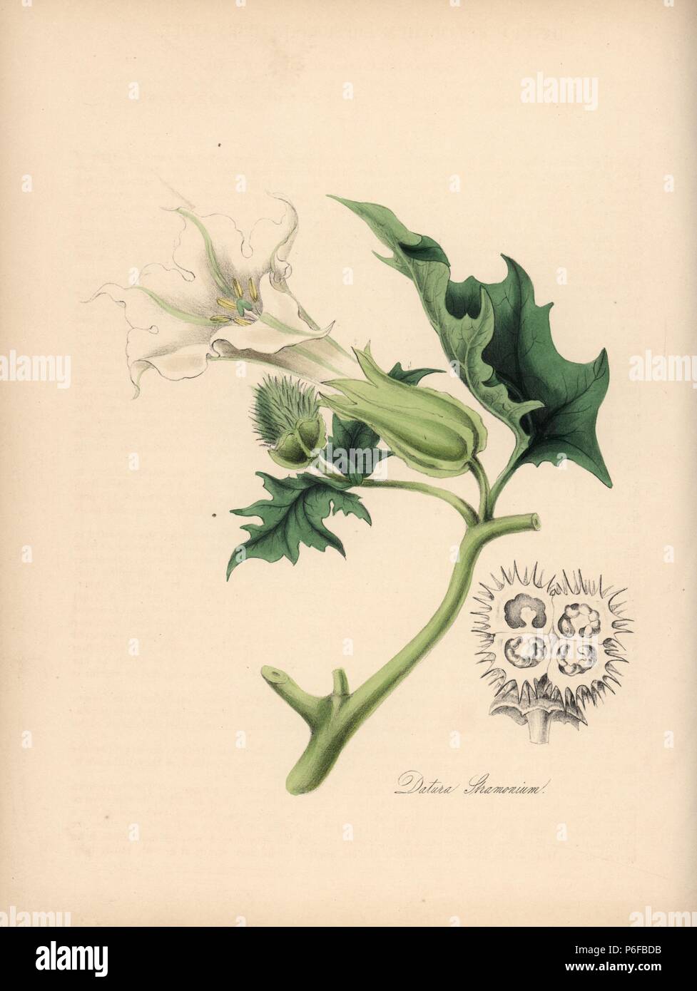 Jimson weed or thornapple, Datura stramonium. Handcoloured zincograph ...