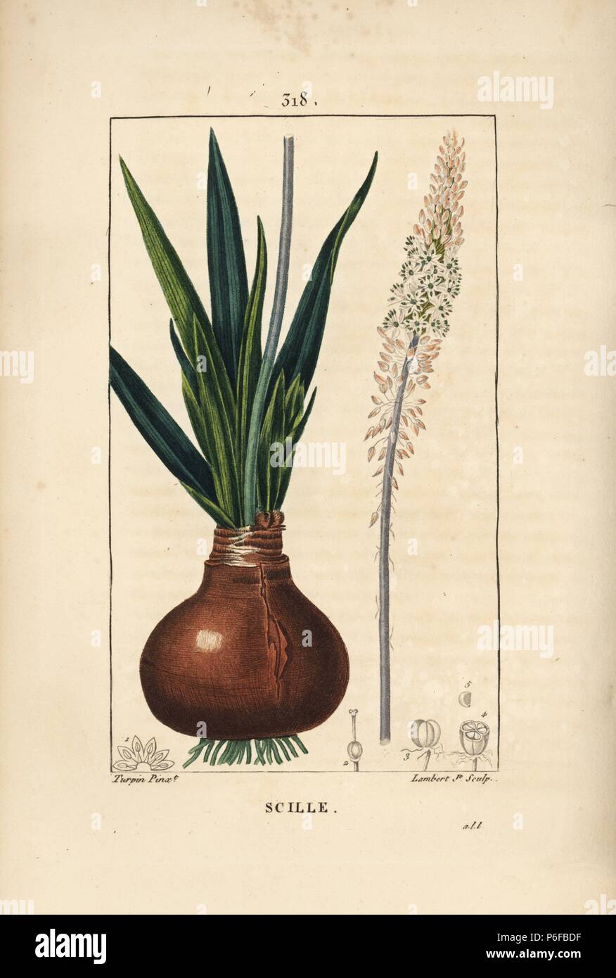 Sea squill, Drimia maritima, with bulb, leaf, stalk and flower ...
