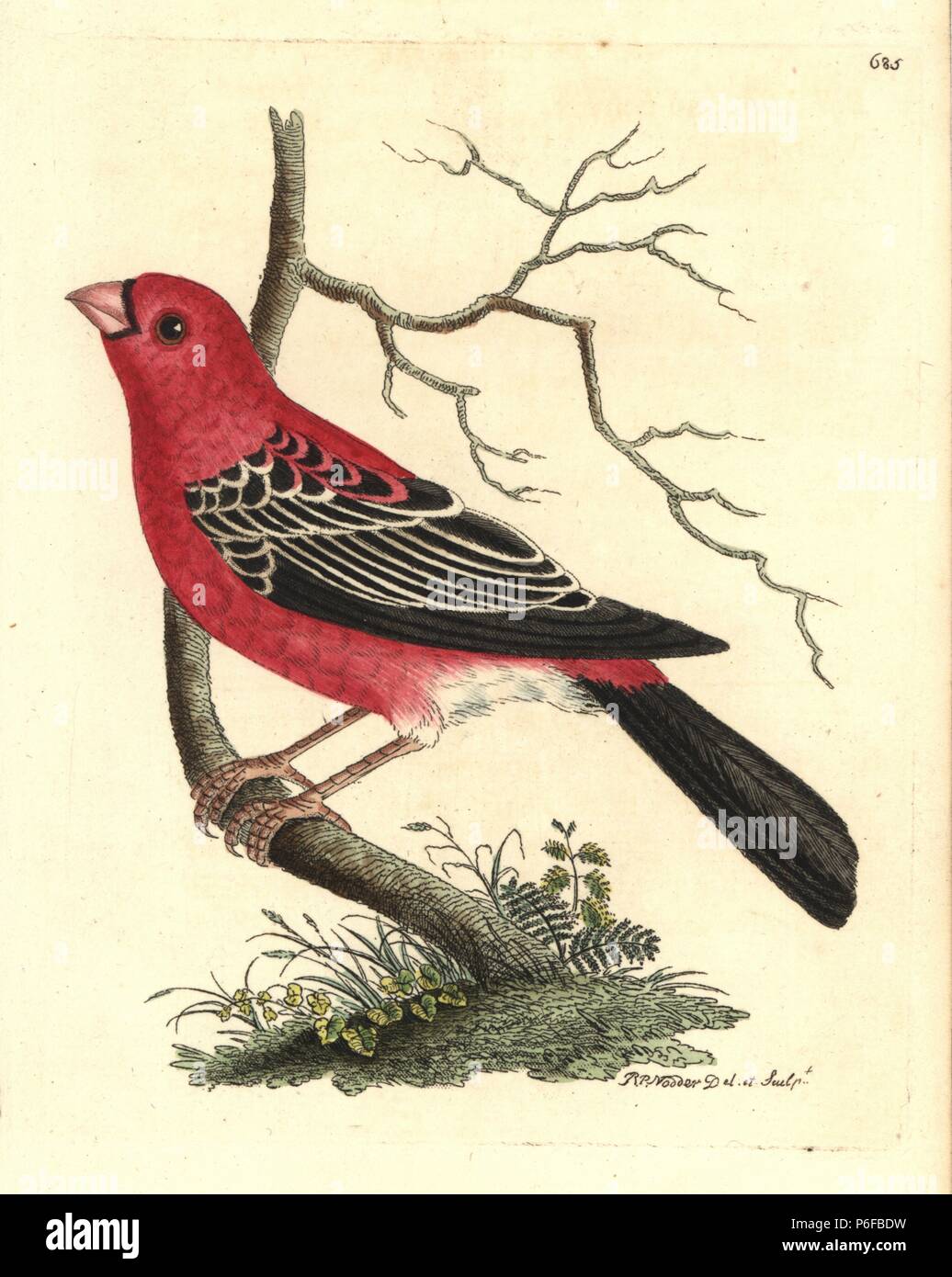 Pine grosbeak, Pinicola enucleator. Illustration drawn and engraved by ...