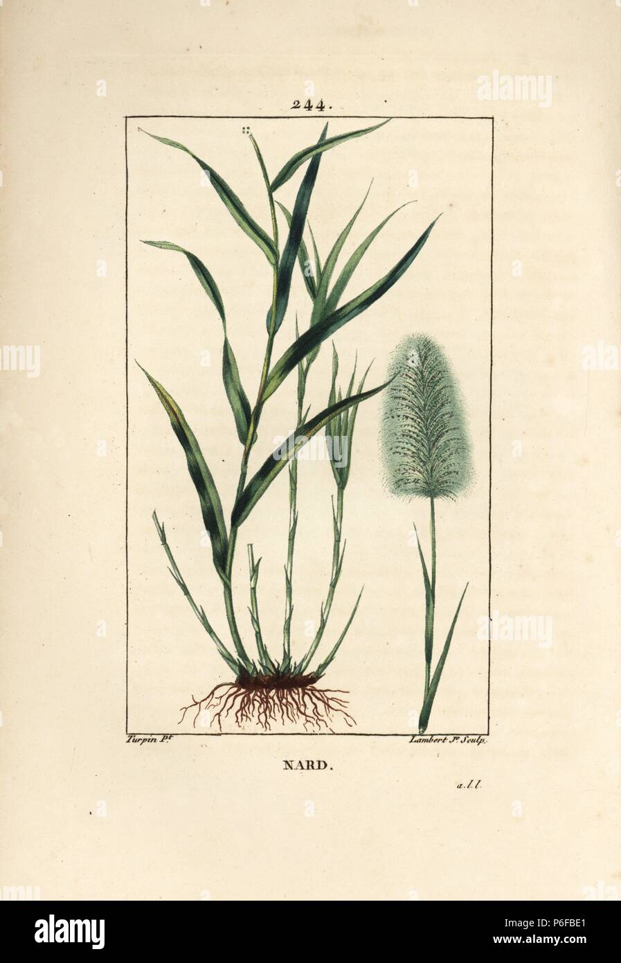 Spikenard, Andropogon nardus, with leaf, root and flower. Handcoloured ...