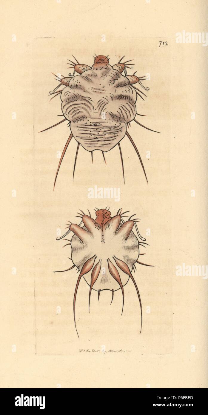 Cuticular mite, Acarus exulcerans. Illustration drawn and engraved by ...
