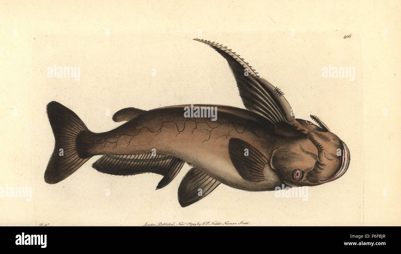 Osteogeneiosus militaris hi-res stock photography and images - Alamy