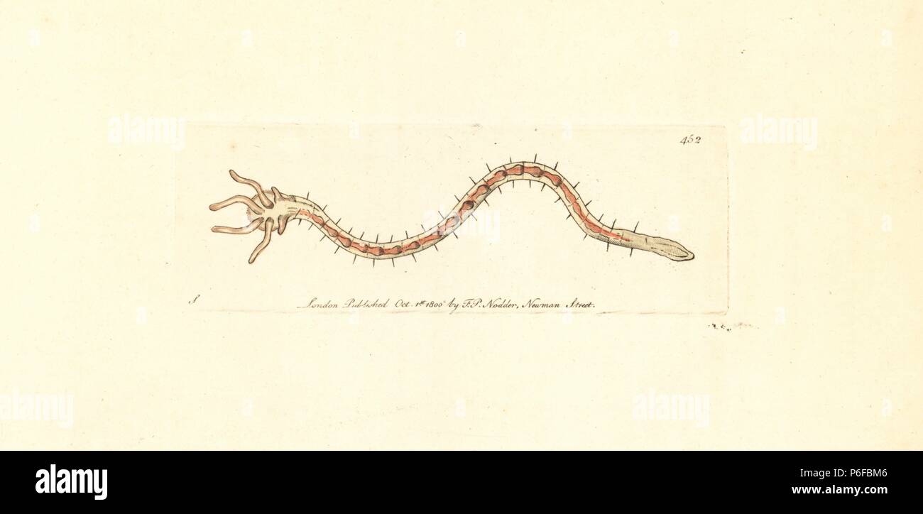 Nais digitata hi-res stock photography and images - Alamy