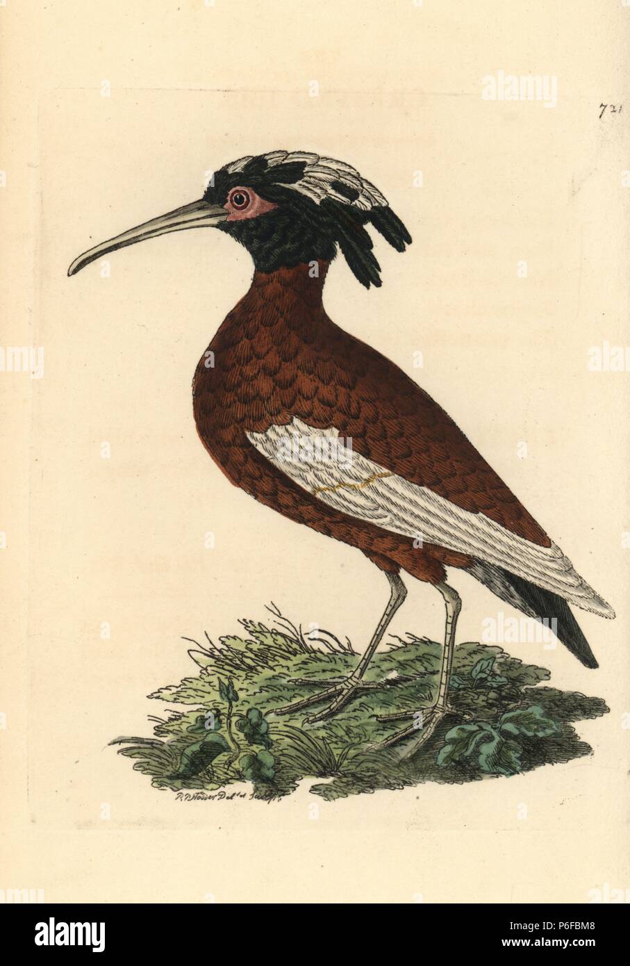 White-winged ibis, Lophotibis cristata. Illustration drawn and engraved ...