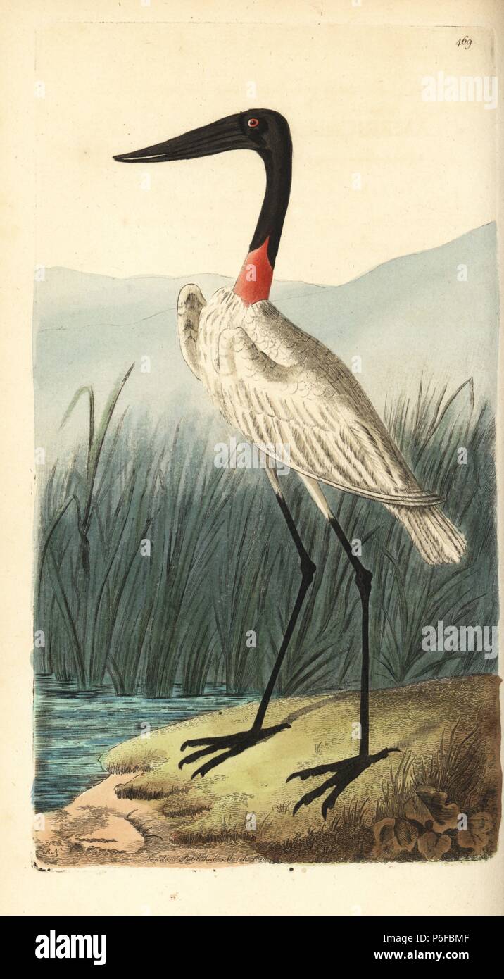 Wood stork or American jabiru, Mycteria americana. Illustration drawn ...