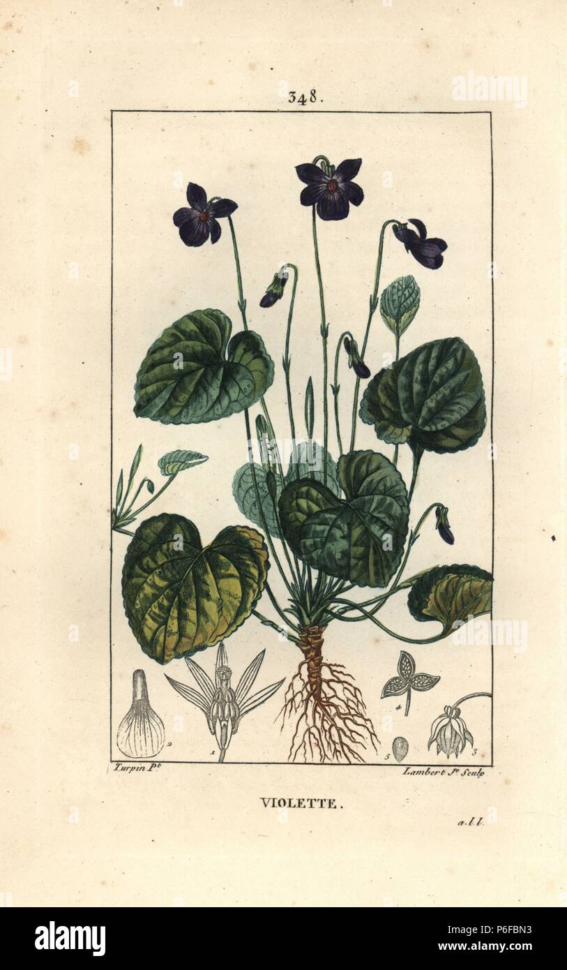 Violets Botanical Drawing
