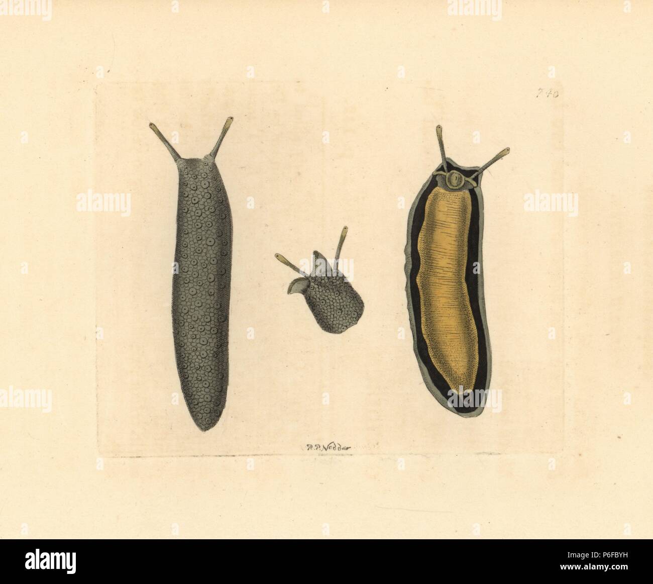 Typha elephantina hi-res stock photography and images - Alamy