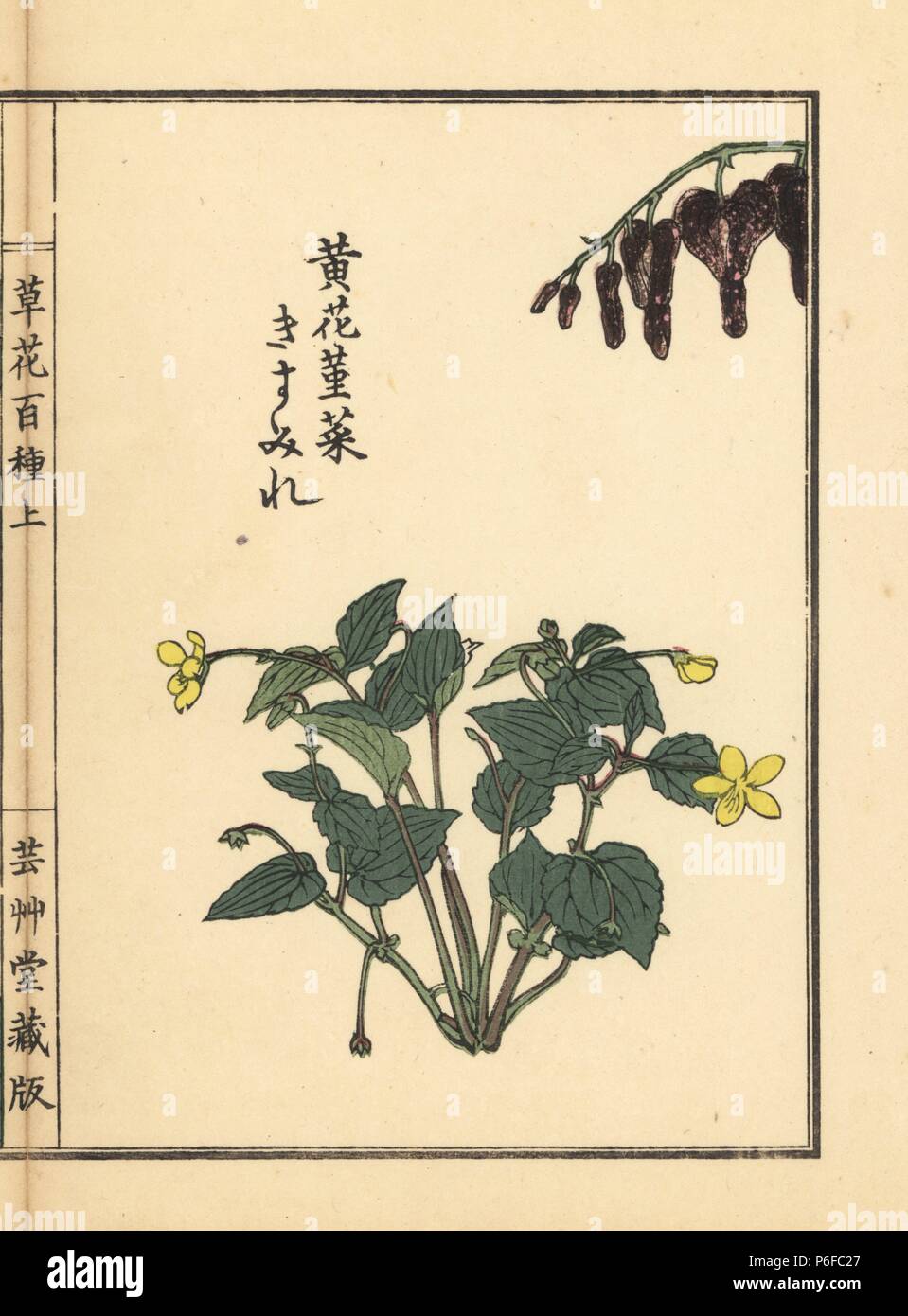 Kisumire violet, Viola orientalis. Handcoloured woodblock print by Kono ...