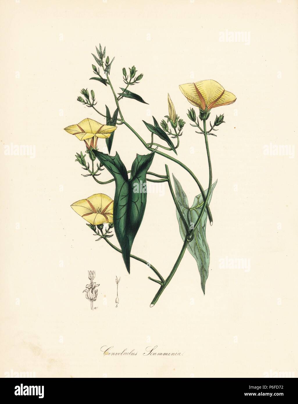 Botany illustrations hi-res stock photography and images - Alamy