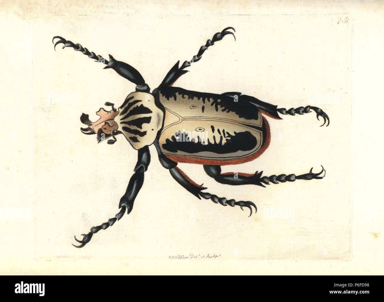Royal goliath beetle, Goliathus regius. Illustration drawn and engraved ...