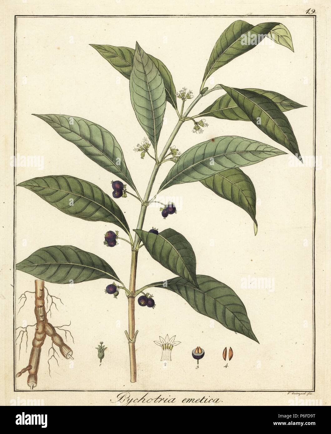 Carapichea ipecacuanha hi-res stock photography and images - Alamy