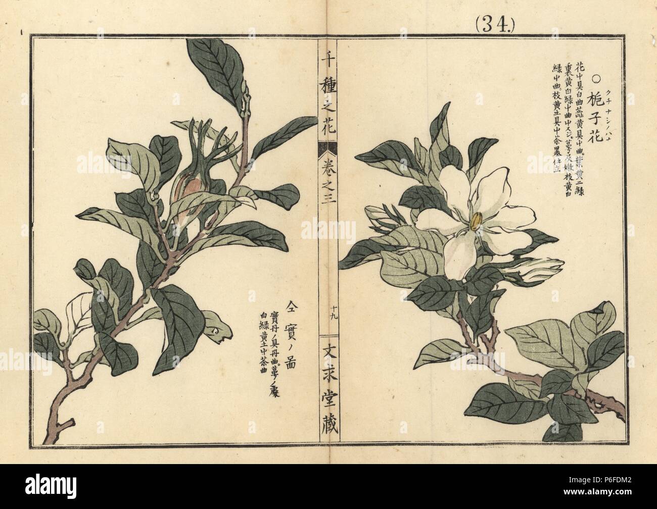 Kuchinashi or common gardenia, Gardenia jasminoides. Handcoloured ...