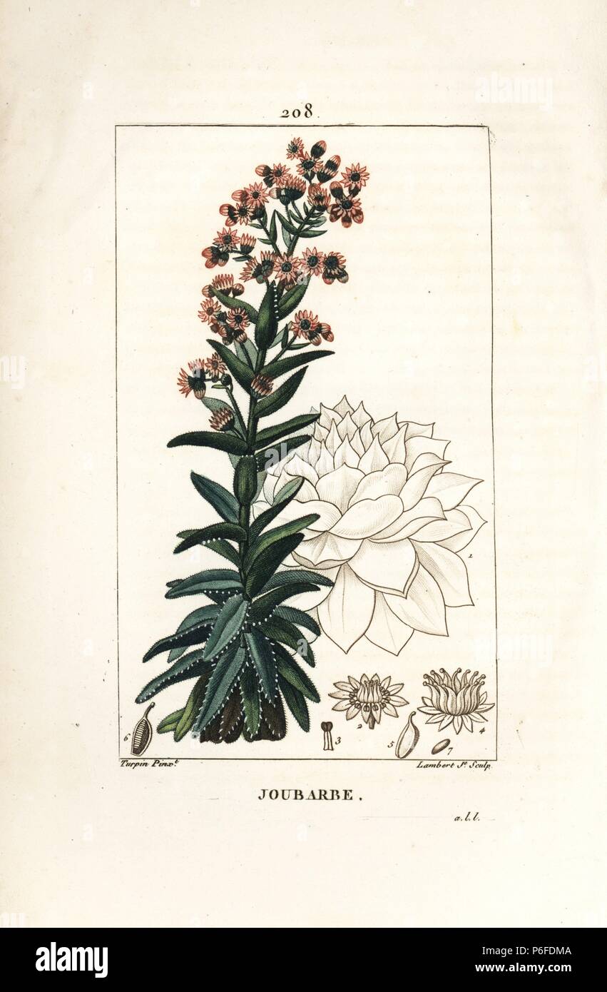 Common houseleek, Sedum majus. Handcoloured stipple copperplate ...