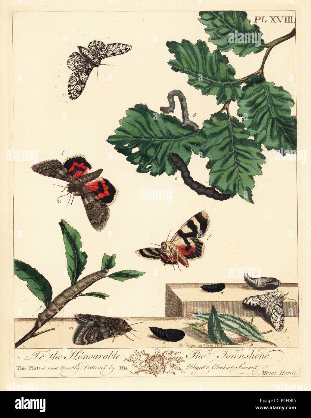 Peppered moth, Biston betularia, and red underwing moth, Catocala nupta ...