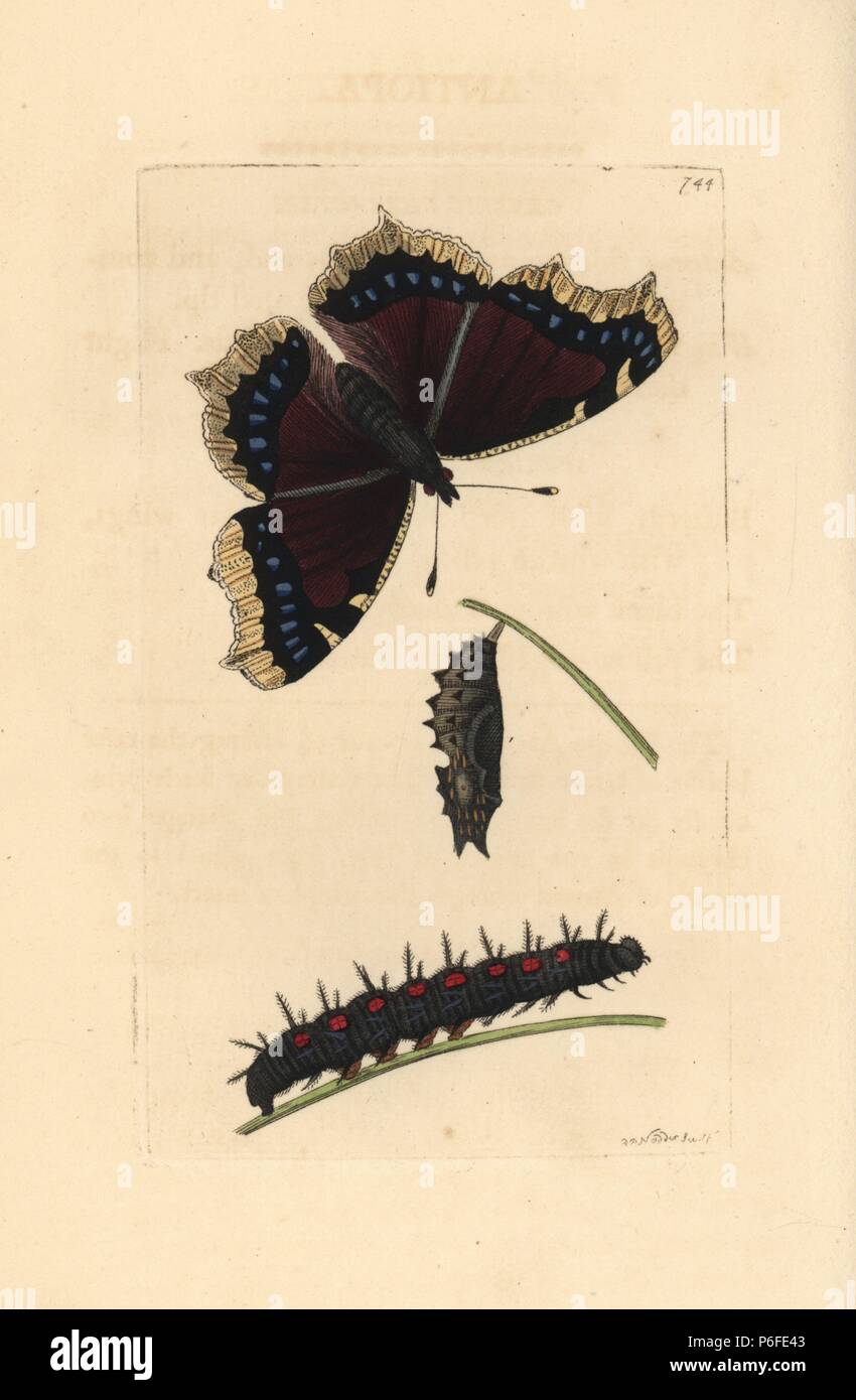 Mourning Cloak Butterfly Life Cycle