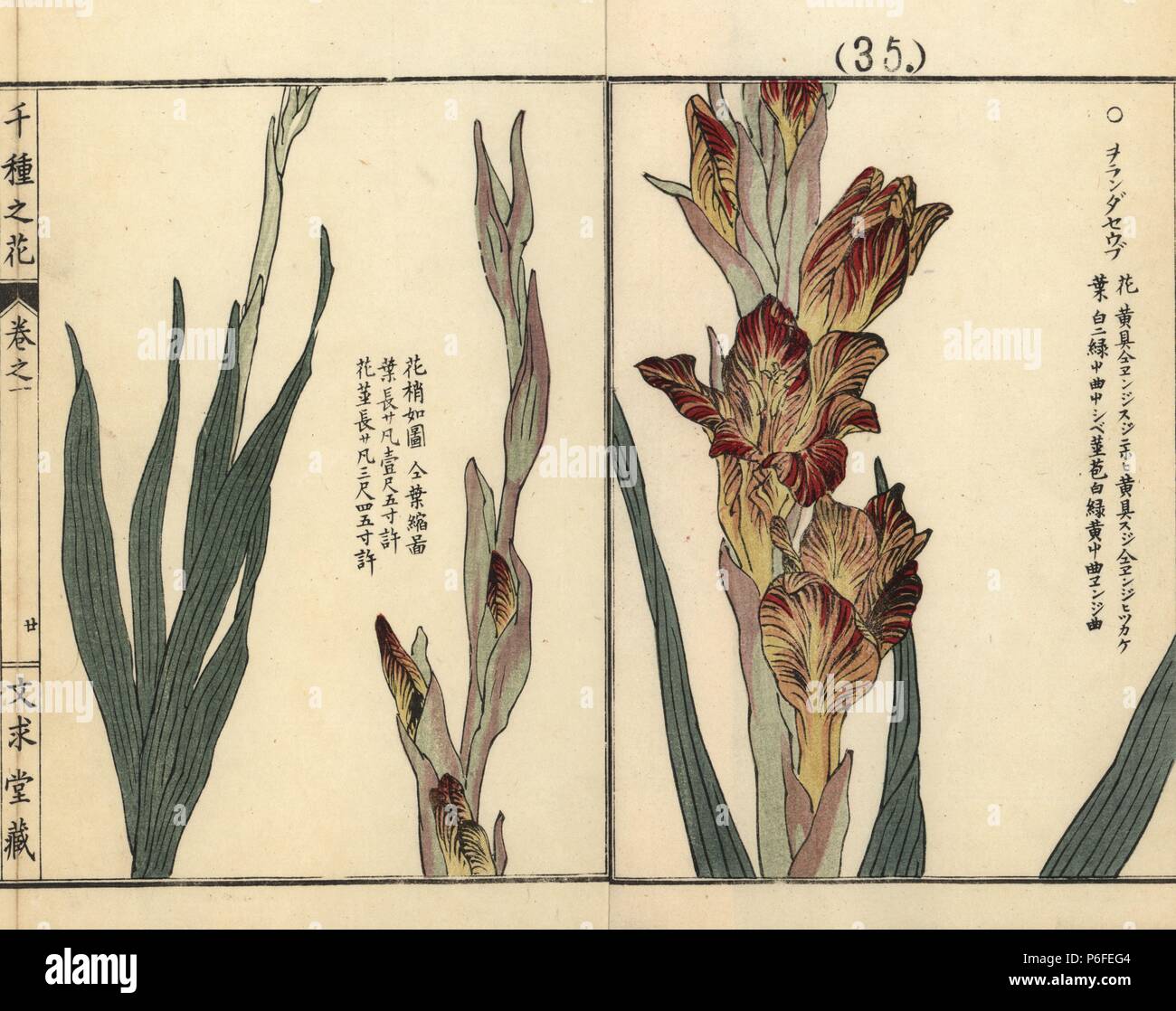 Oranda shoubu or Dutch sword lily, Gladiolus variety. Flower, leaf and ...