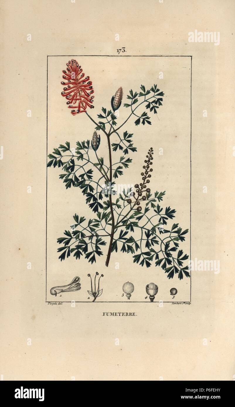 Fumitory, Fumaria officinalis, showing flowers, leaves and seeds ...