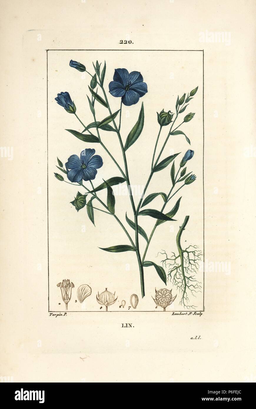 Linseed, Linum sativum. Handcoloured stipple copperplate engraving by ...