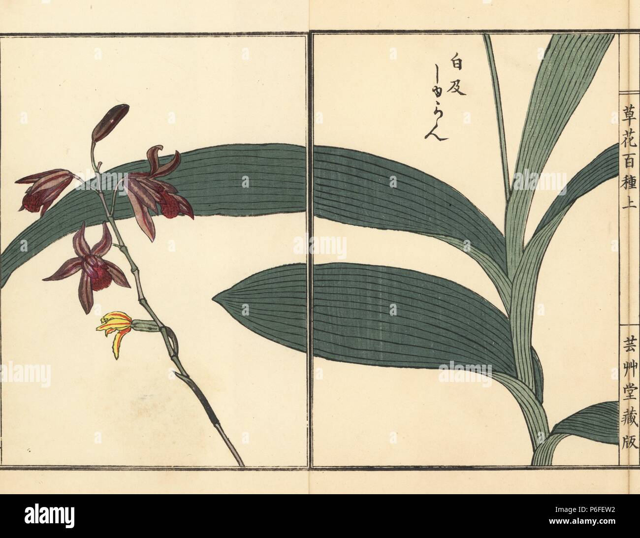 Shuran or shiran, Chinese ground orchid, Bletilla striata. Handcoloured ...