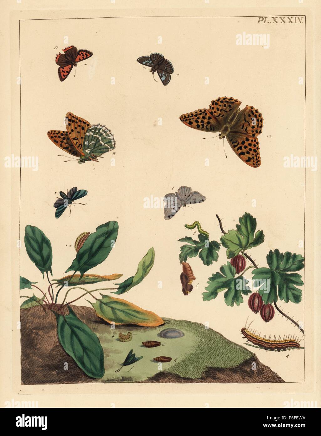 Silver washed fritillary illustration hi-res stock photography and ...
