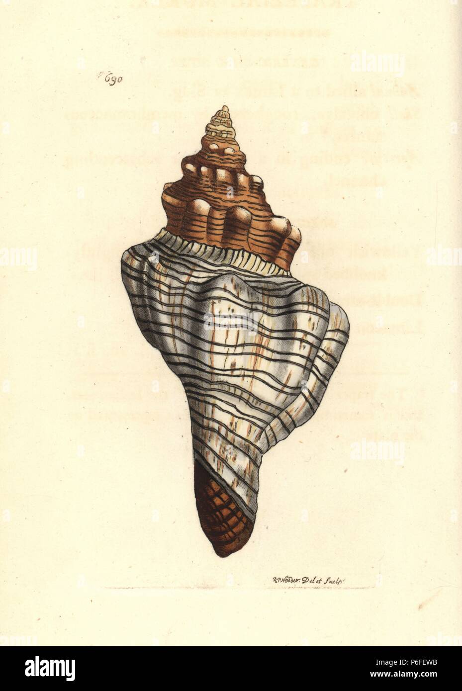 Trapezium horse conch, Pleuroploca trapezium. Illustration drawn and ...
