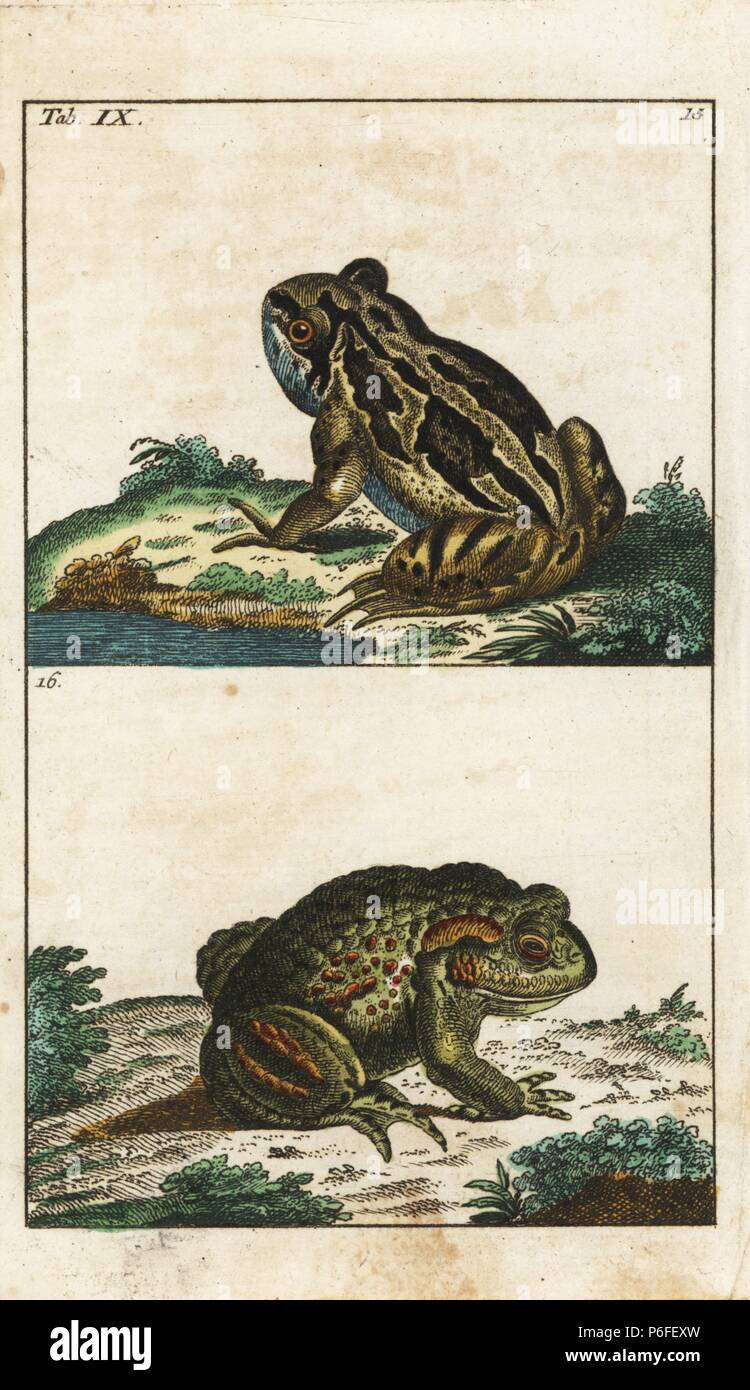 Bavarian toad hi-res stock photography and images - Alamy