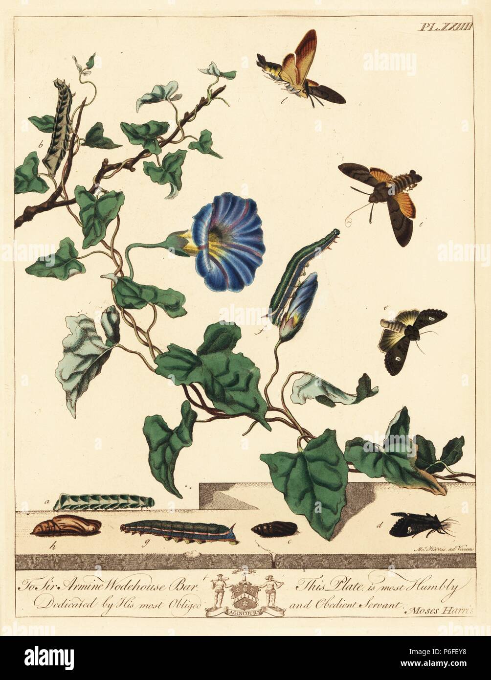 Dot moth caterpillars hi-res stock photography and images - Alamy