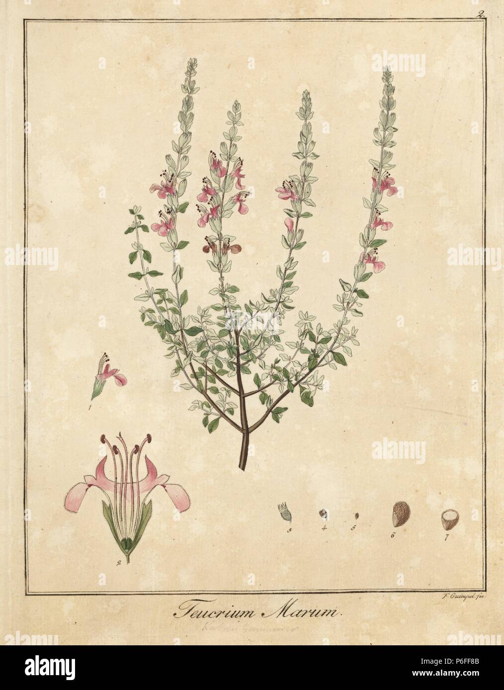 Cat thyme, Teucrium marum. Handcoloured copperplate engraving by F ...