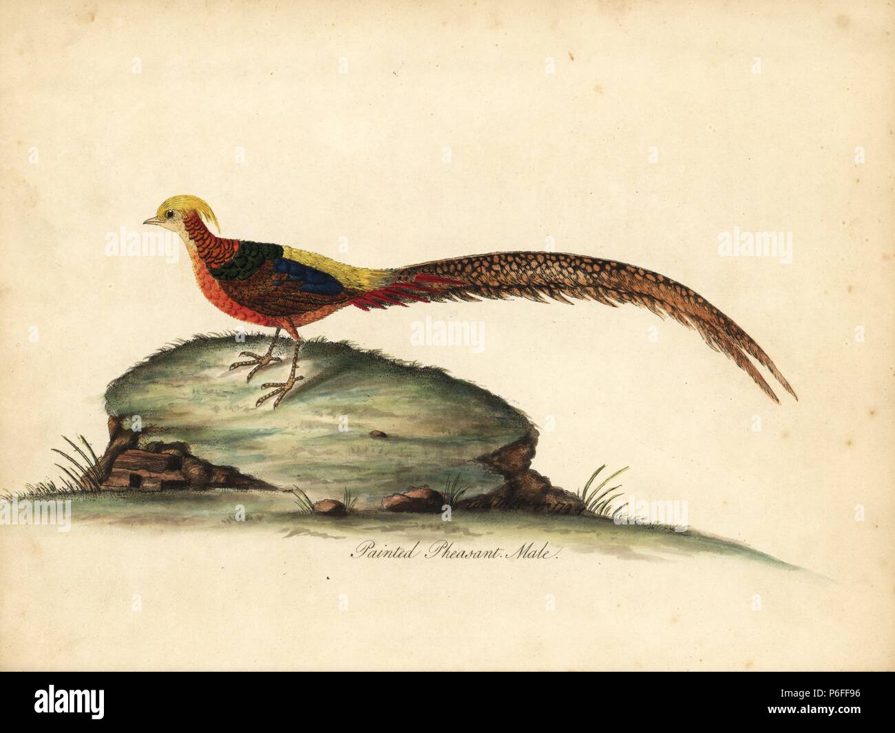 Golden or Chinese pheasant, Chrysolophus pictus, male. (Painted ...