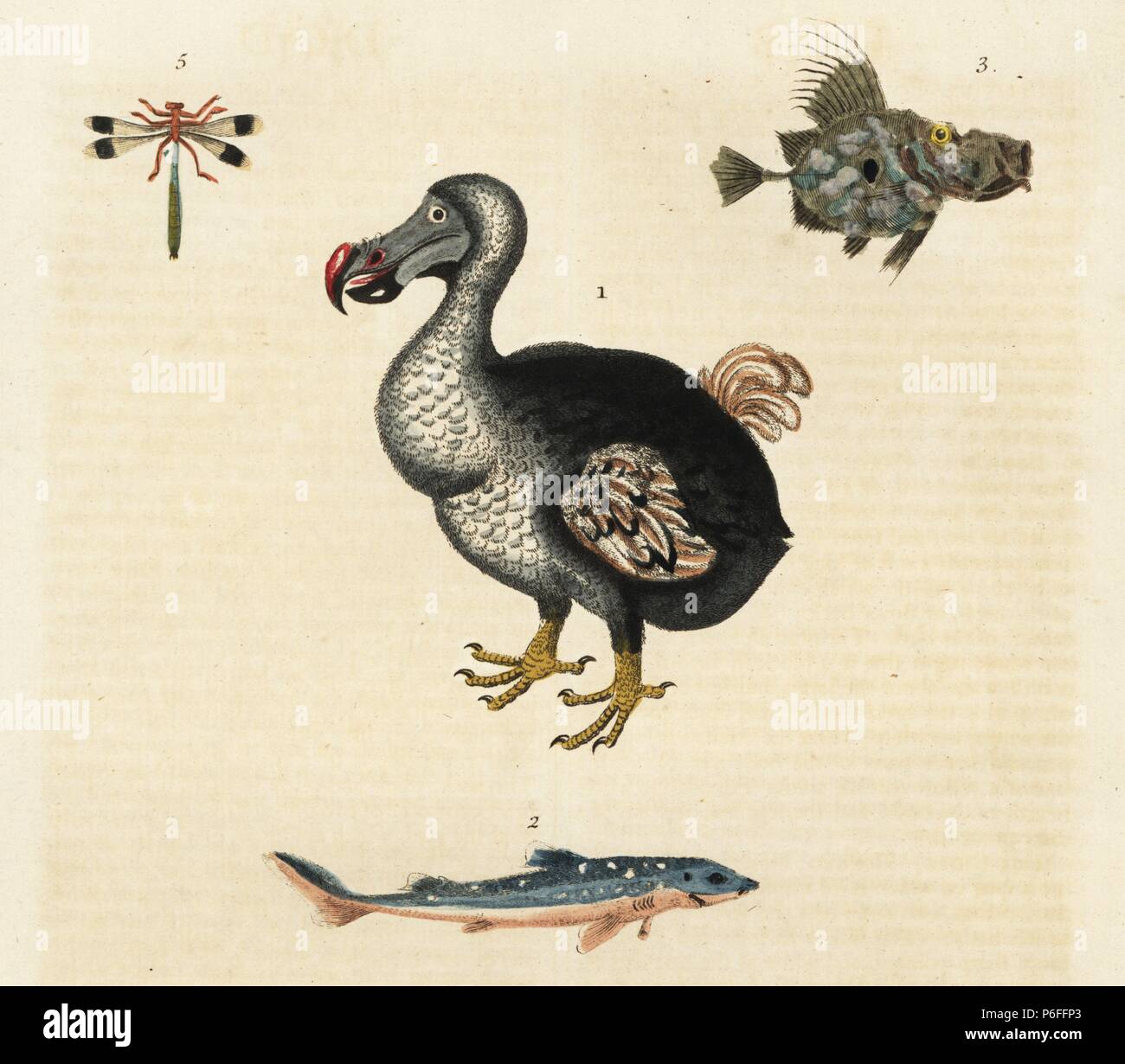 Dodo bird museum hi-res stock photography and images - Alamy